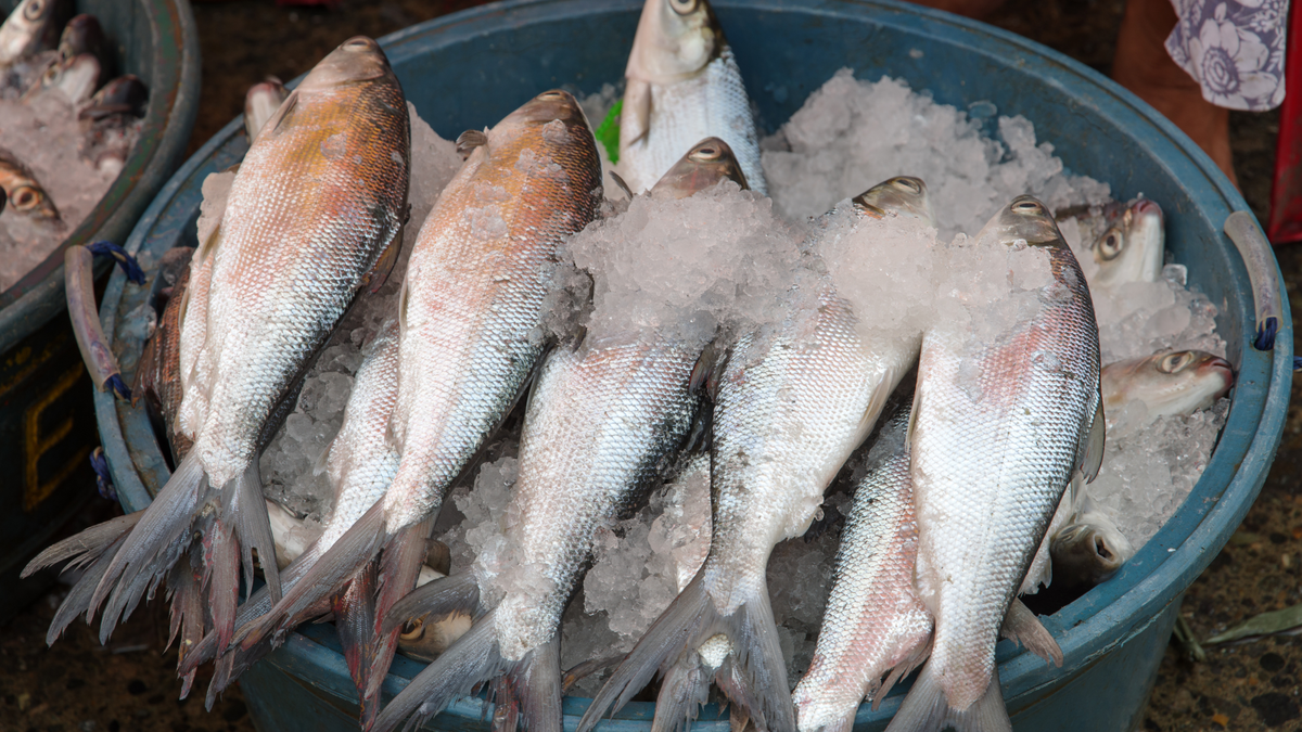 Fishta Feature: Banging Bangus!