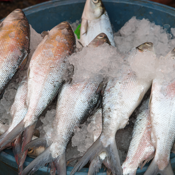 Philippine National Fish Bangus