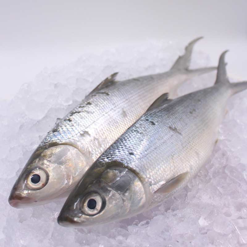 [PRE-ORDER] Fresh Chilled Bangus All Sizes (Milkfish) - Buy Fresh ...