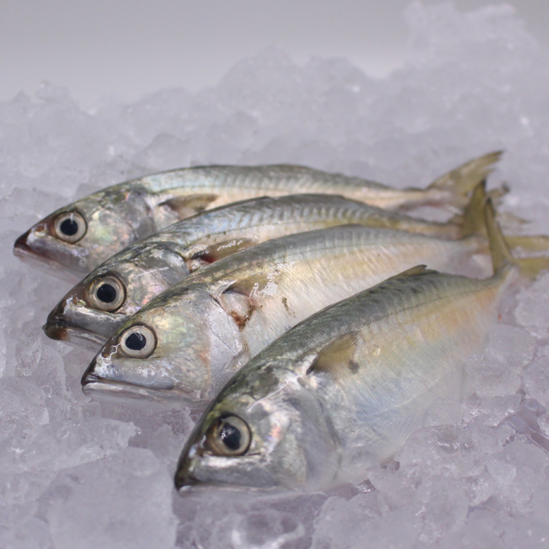 [PRE-ORDER] Fresh Chilled Hasa-Hasa (Short-bodied Mackerel) - Buy Fresh ...