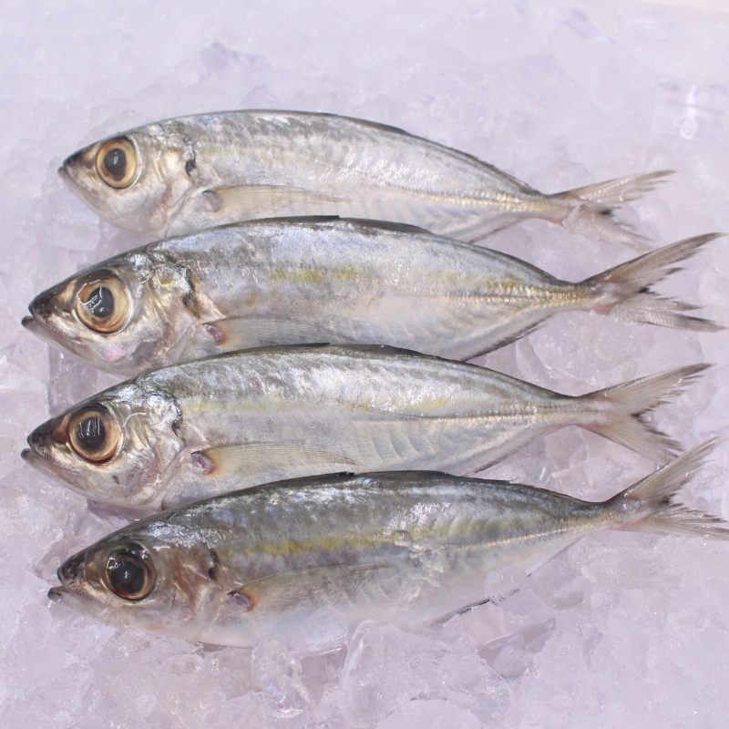 [PRE-ORDER] Fresh Chilled Matambaka (Bigeye Scad) - Buy Online