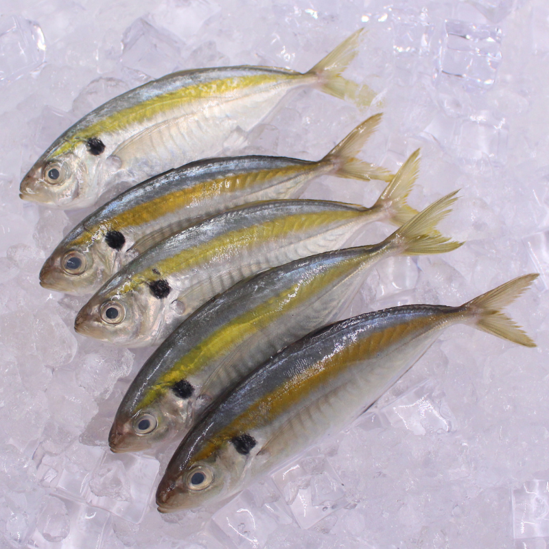 [PRE-ORDER] Fresh Chilled Salay Ginto (Yellowstripe Scad) - Buy Online