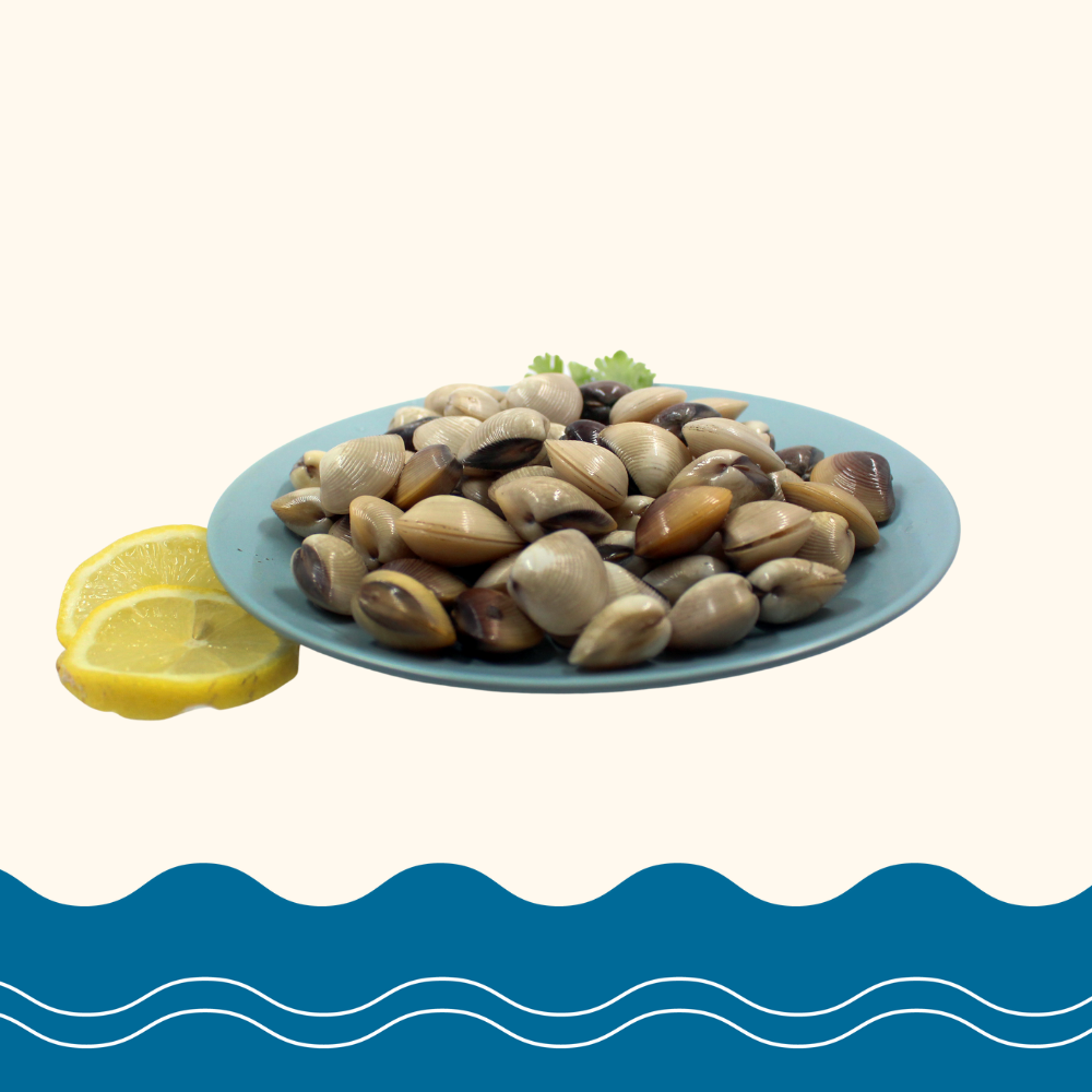 White Clam Shell 1kg - Buy Clams Online