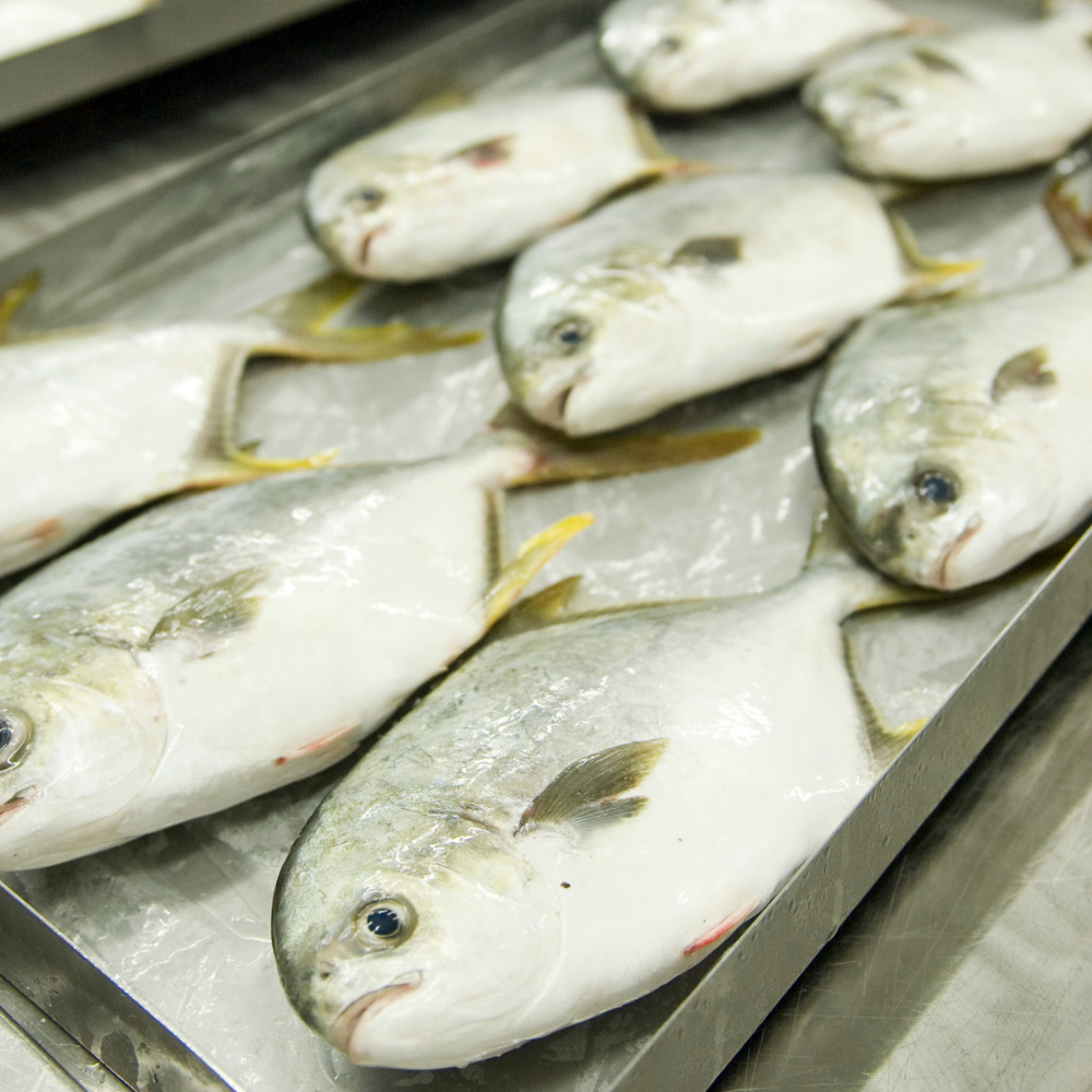 Online Seafood Delivery - Fresh Frozen & Dried Seafood by Fishta